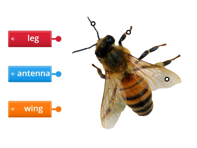 bee parts - Labelled diagram