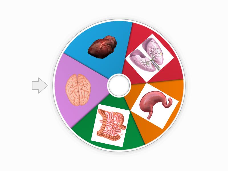 ORGANS 2nd GRADE - Random wheel