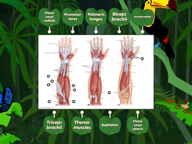 Distal Upper limb Ant Superficial and deep - Labelled diagram