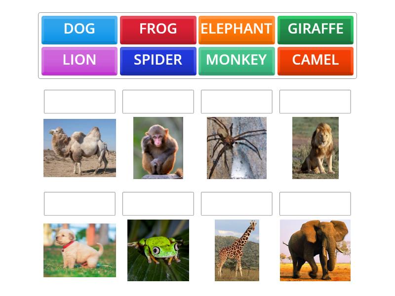 U. ANIMALS - DEAR ZOO - Match up