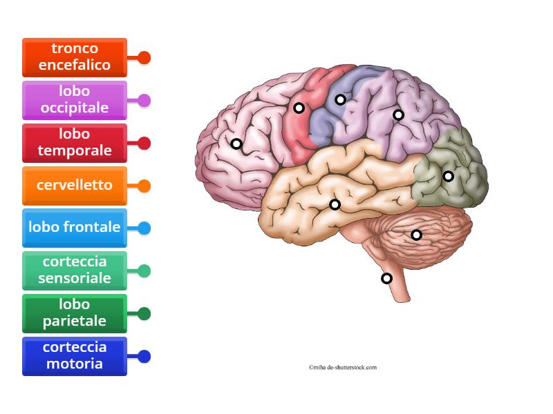 cervello - Labelled diagram