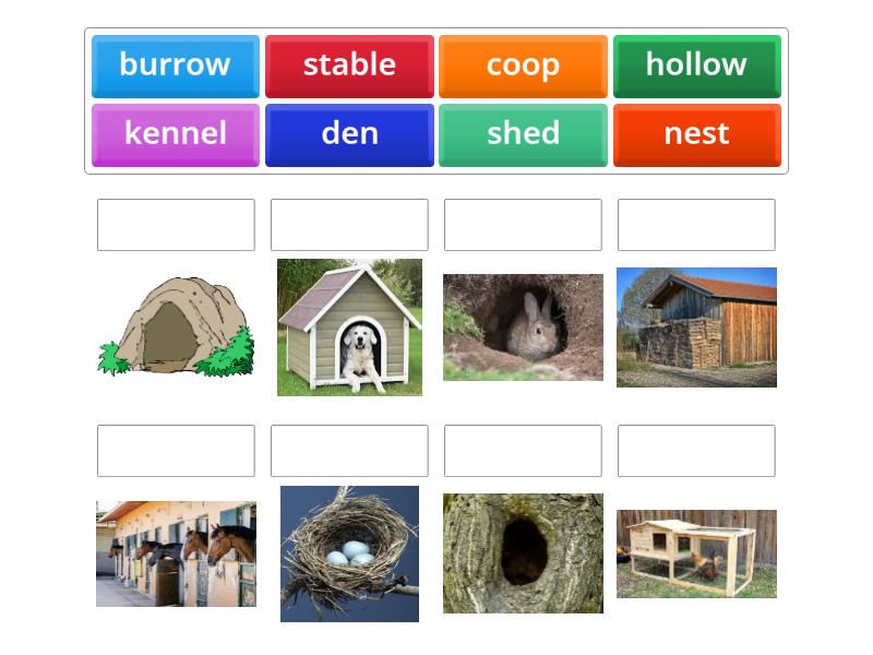 Animal homes - Match up