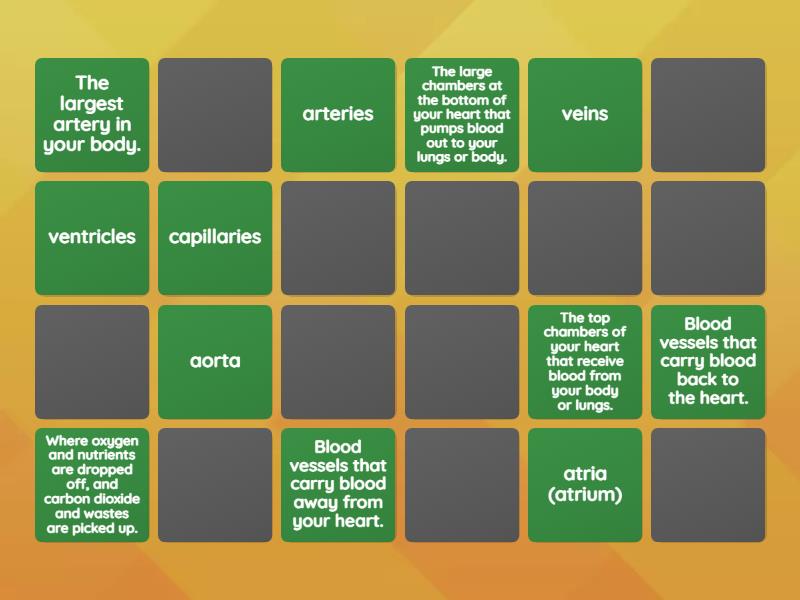 Circulatory System Memory Game Parejas