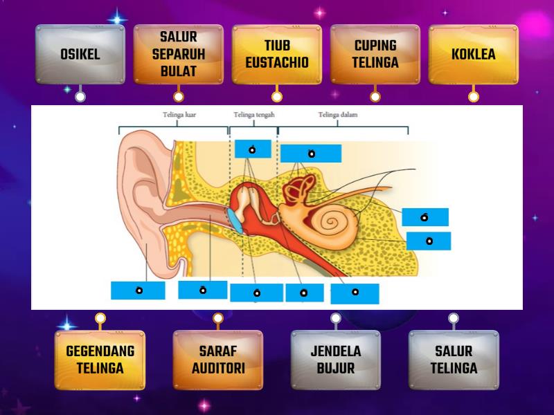 1.2 RANGSANGAN DAN GERAK BALAS MANUSIA (BAHAGIAN TELINGA) - Labelled ...