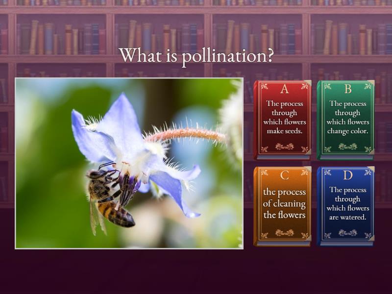 Pollination - Quiz