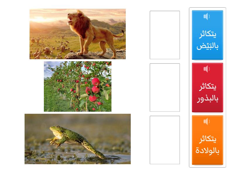 تكاثر الكائنات الحية - المطابقة