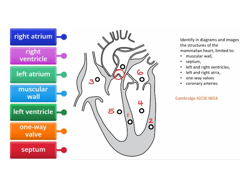 Heart - Cambridge iGCSE 0654 - Labelled diagram