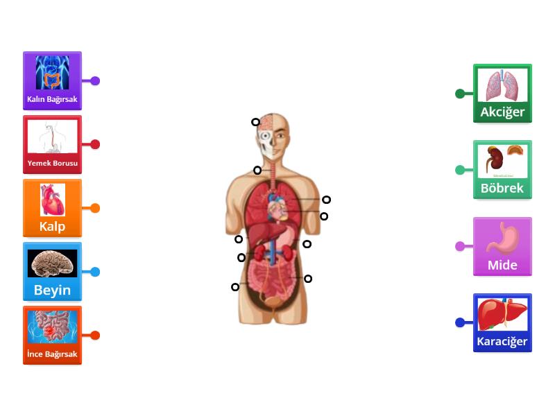 insan anatomisi - Labelled diagram
