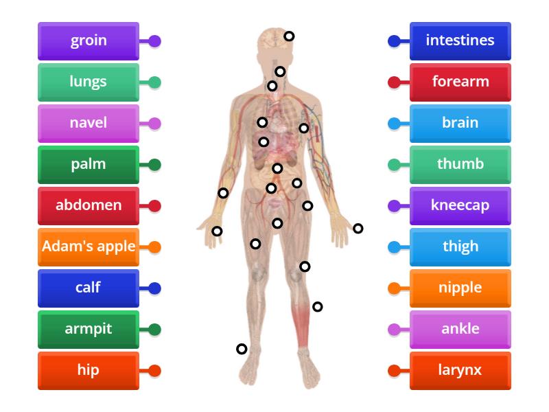 Human body - Labelled diagram