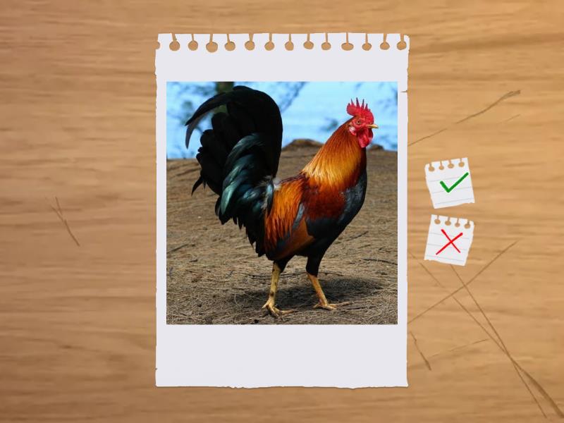 flashcards group 3 - Flash cards