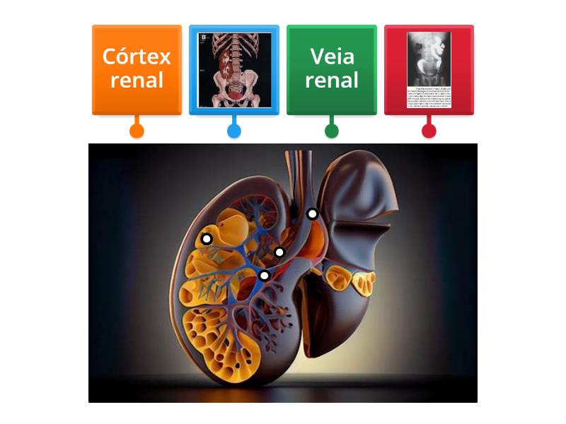 Anatomia do rim - Labelled diagram