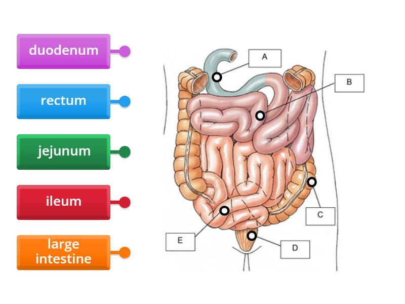 7.2 Structures and Functions of Organs in Digestive System; intestines ...