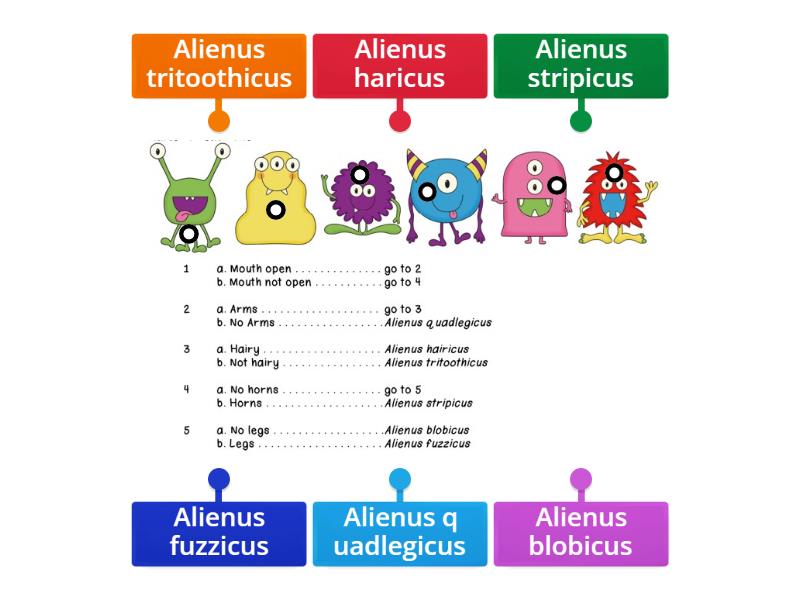 Dichotomous Key Year 7 Science Review Game - Labelled diagram