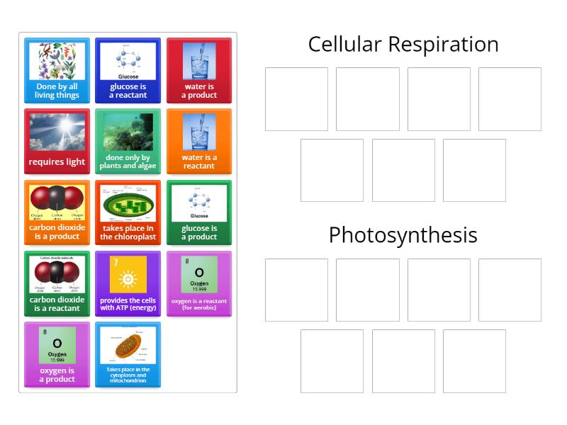 Review: Cellular Respiration and Photosynthesis - Group sort