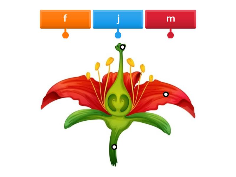 flower diagram grade 7 created by Miss. B.Manoprashanna - Labelled diagram