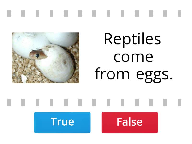 REPTILES: ? - True or false