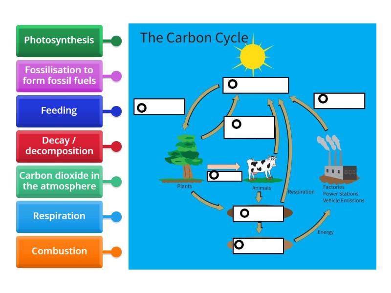 Carbon Cycle - Labelled diagram