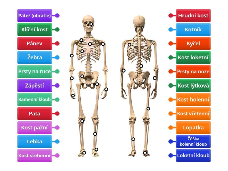 Kostra - Labelled diagram