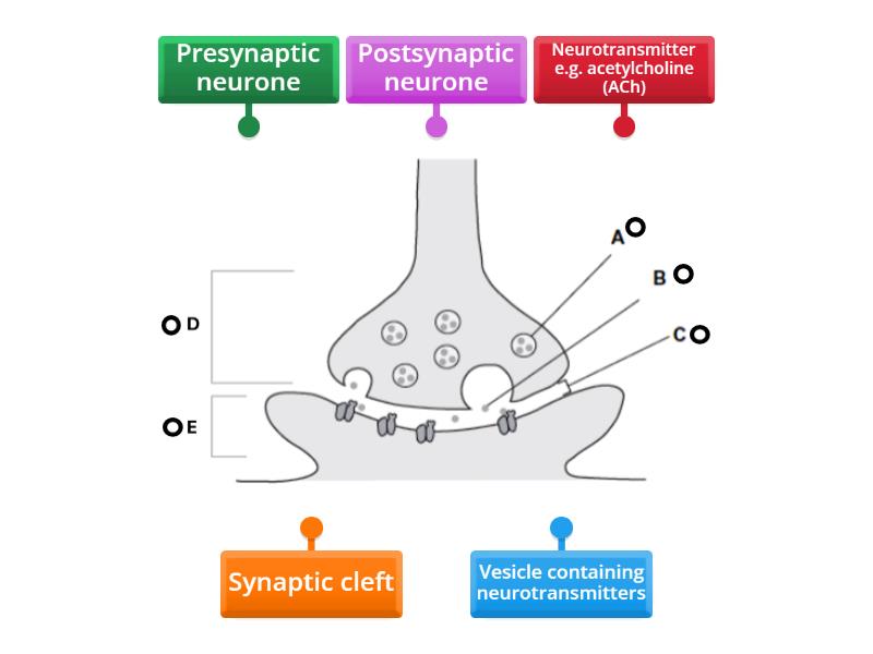 Synapse - Labelled diagram