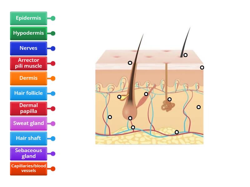 Hair and Skin Structure - Labelled diagram