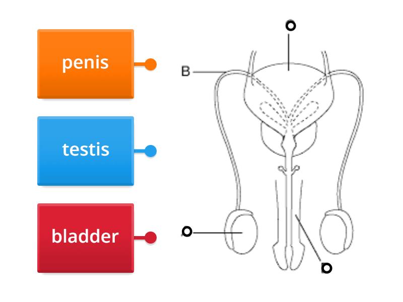Male reproductive organ - Labelled diagram
