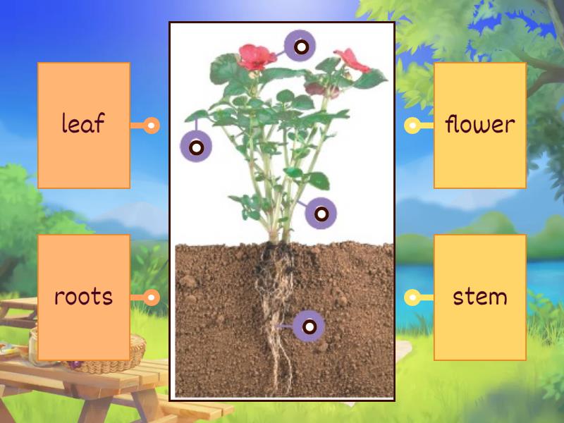 All about plants 2 - Labelled diagram