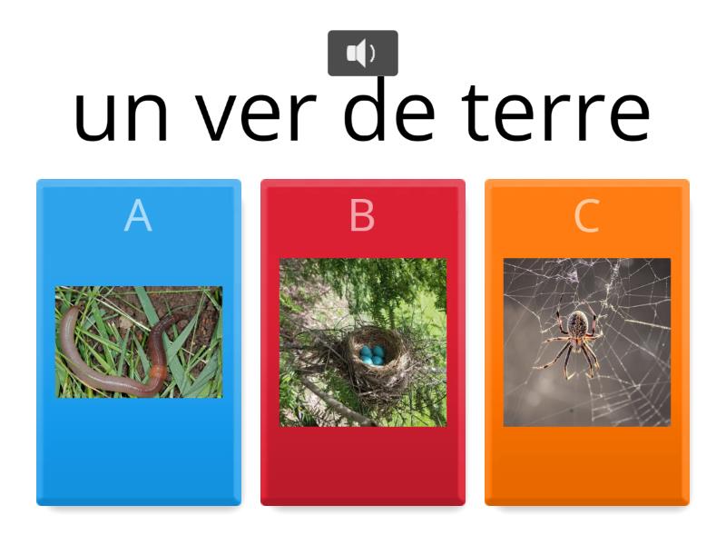 Dans mon jardin, je vois... - Cuestionario