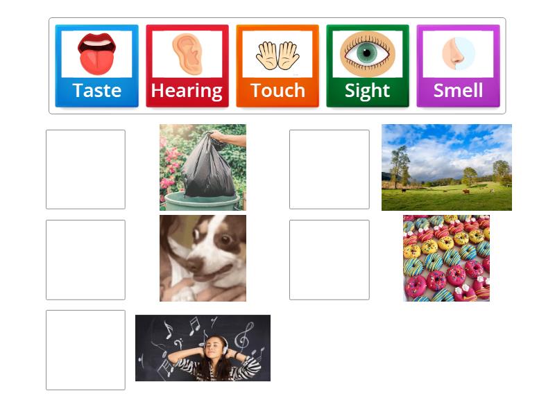 The 5 senses - Match up