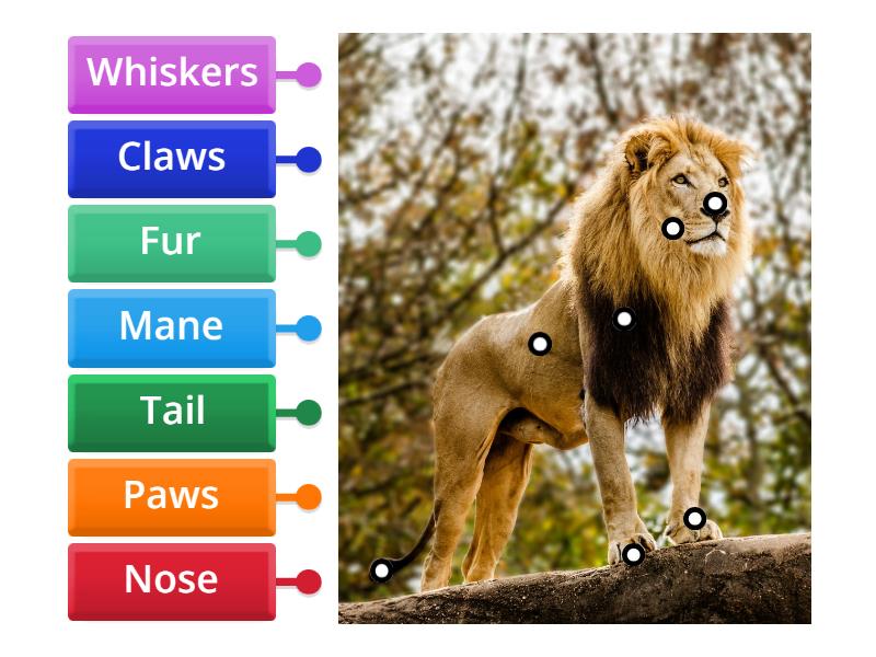 Body parts of a lion. - Labelled diagram