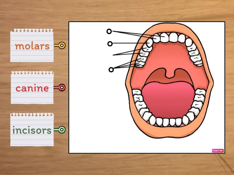 Science_Grade 2_Types of teeth - Labelled diagram