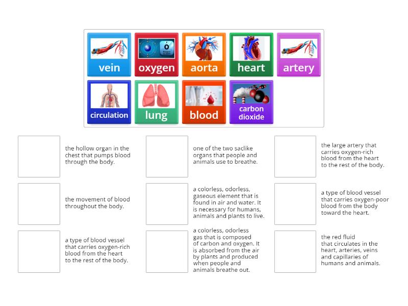 Circulatory system - Match up