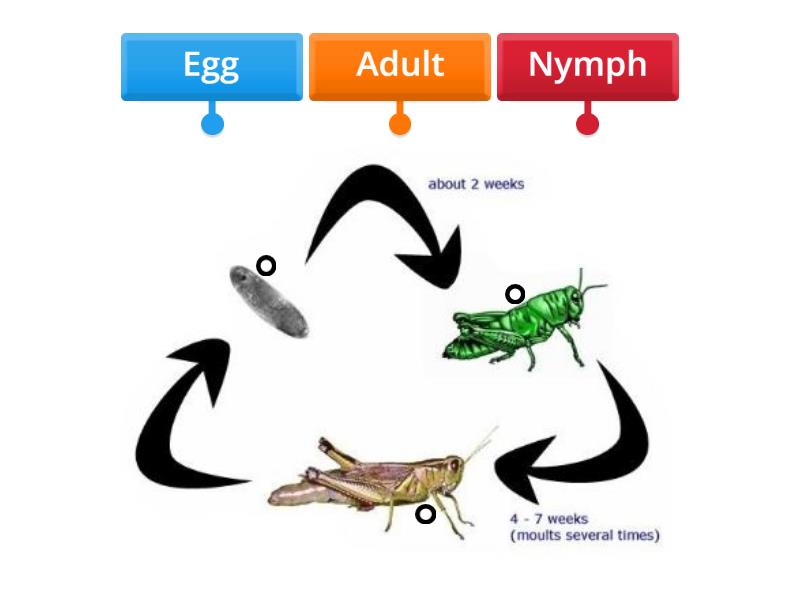Grasshopper - Labelled diagram