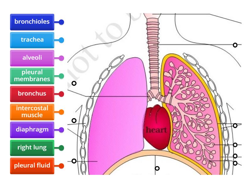 Label Respiratory System - Labelled diagram