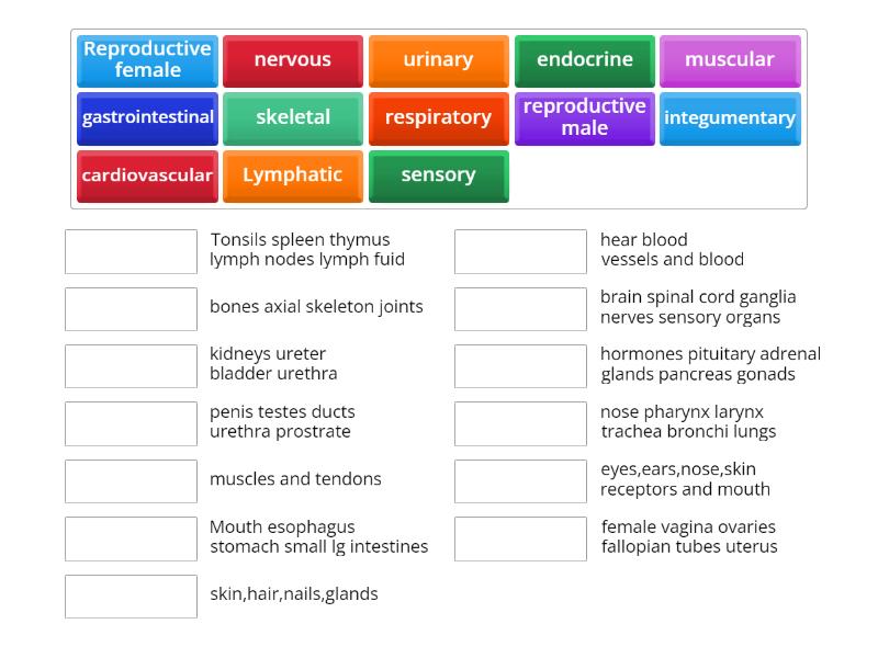 med 110 body systems - Match up