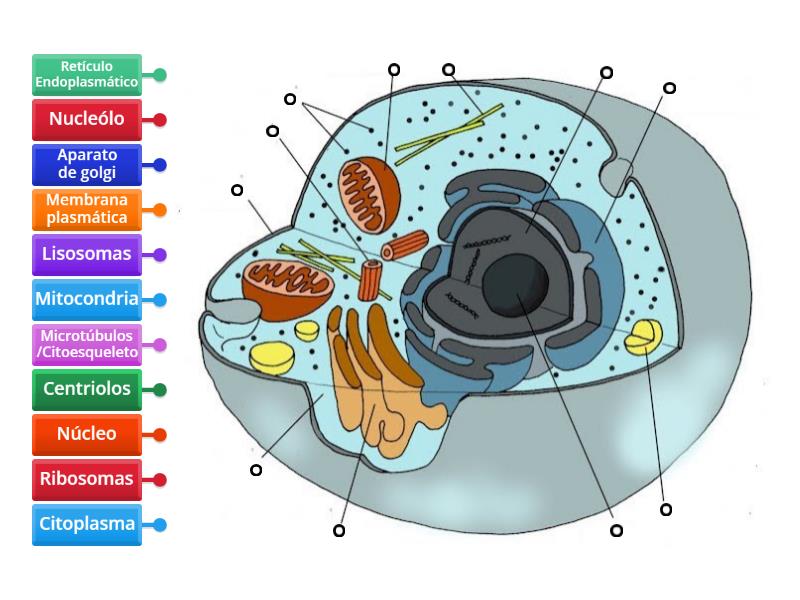 Partes de la célula animal - Labelled diagram