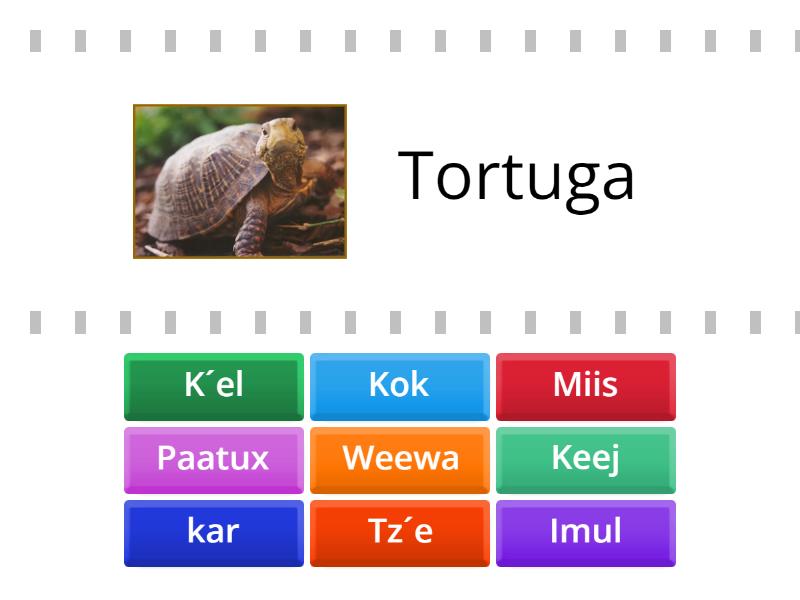 Animales en pocomam - Find the match