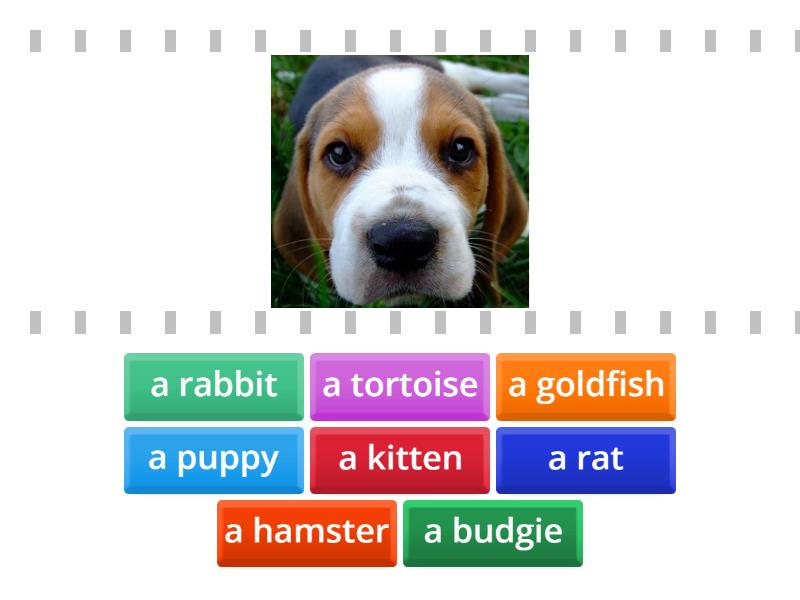 LAPITSKAYA FORM 3 UNIT 4 PETS - Find the match