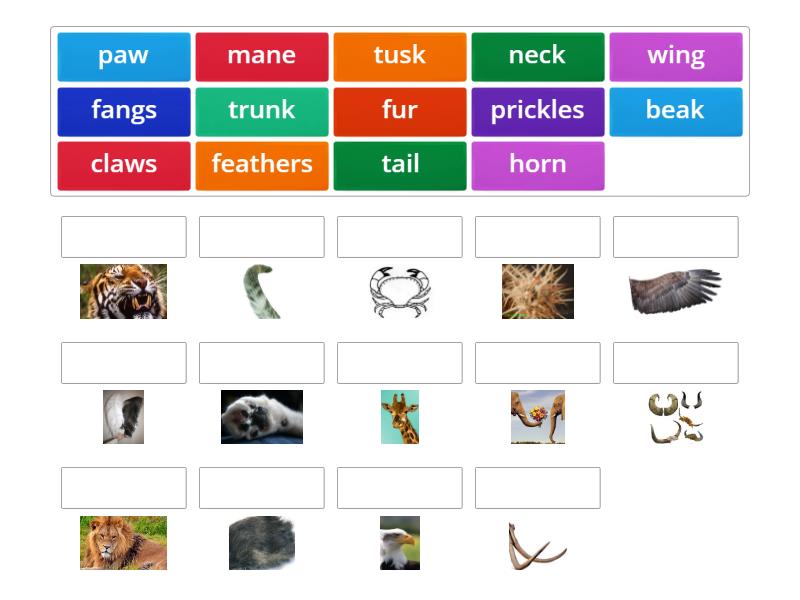 Animal Features - Match up