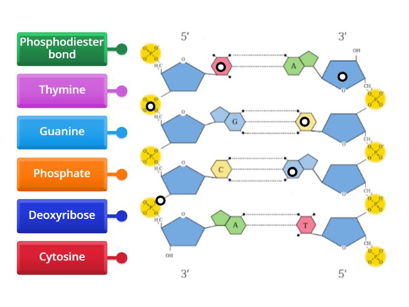 ทบทวนโครงสร้าง DNA - Labelled diagram