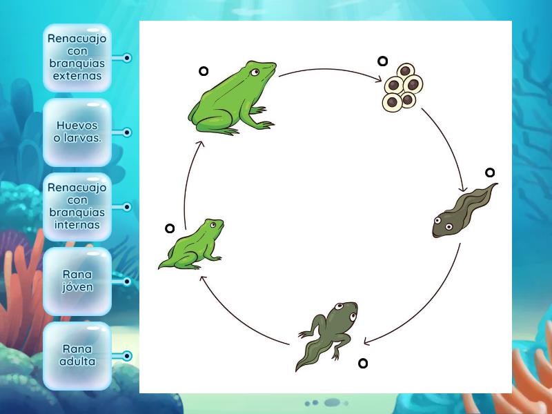 Metamorfosis en anfibios - Labelled diagram