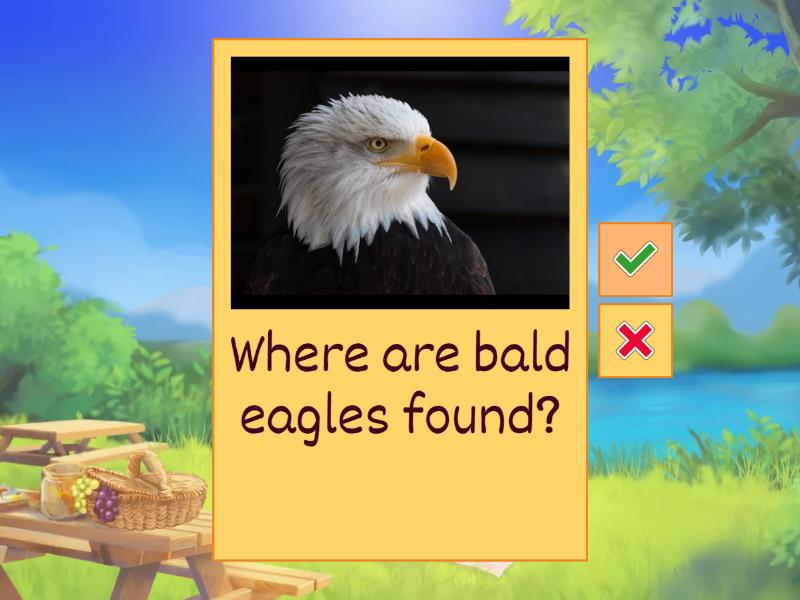 Eagles - Flash cards