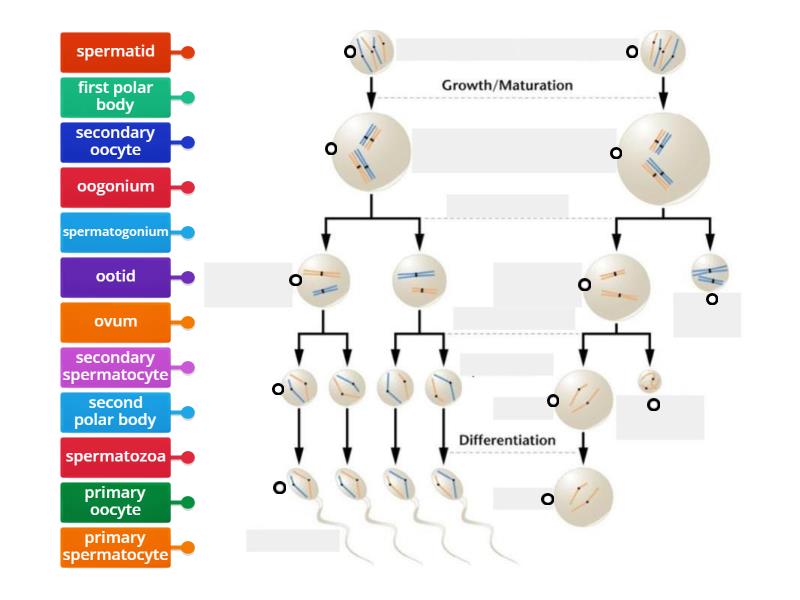 Spermatogenesis & Oogenesis - Labelled diagram