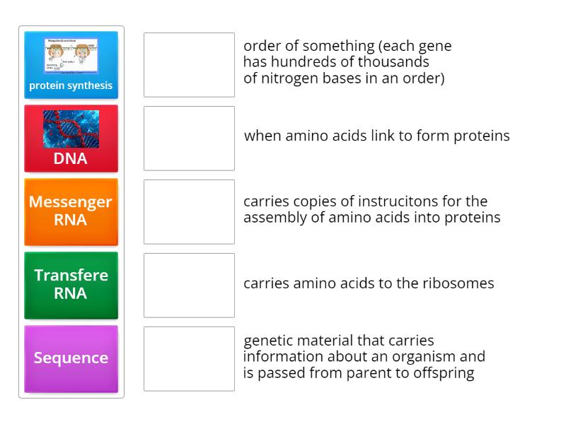 Topic 4 Lesson 3: Genetic Coding and Protein Synthesis - Match up