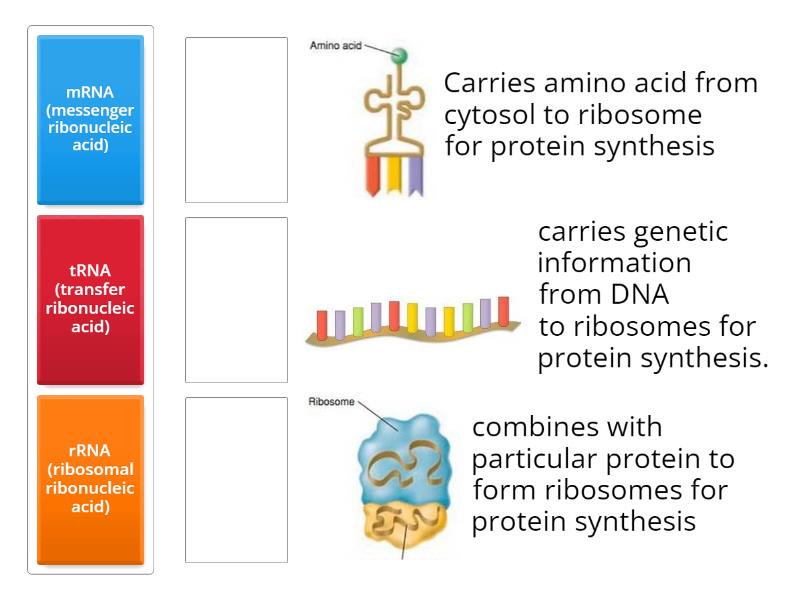 TYPES OF RNA - Match up
