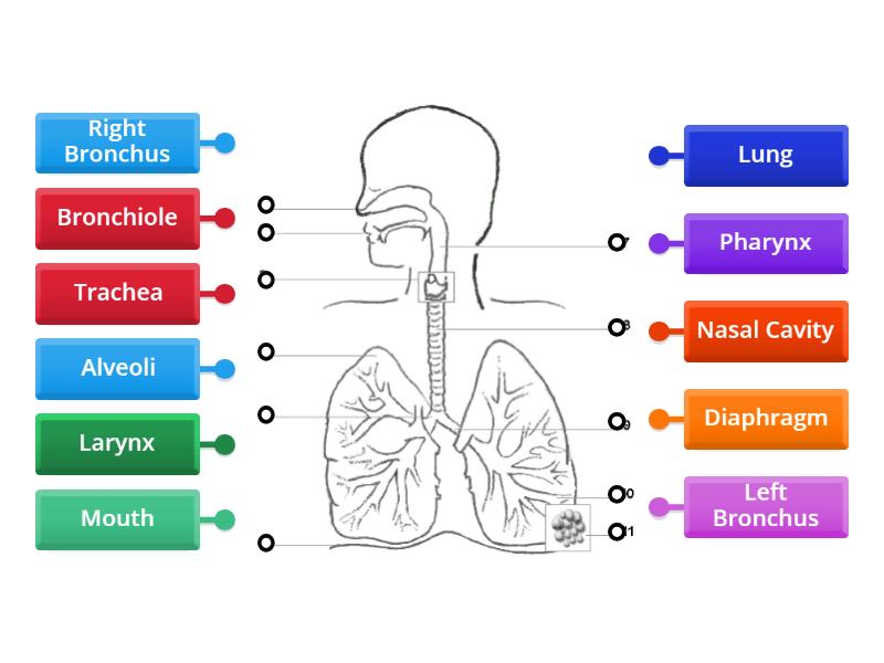 Label the Respiratory System - Labelled diagram