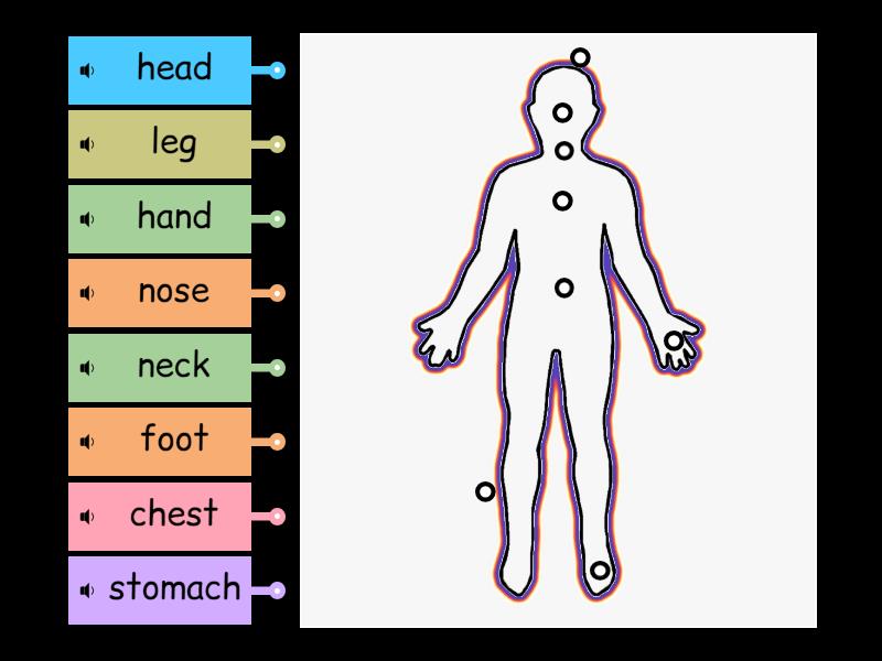 Parts of the Body - Label - Labelled diagram