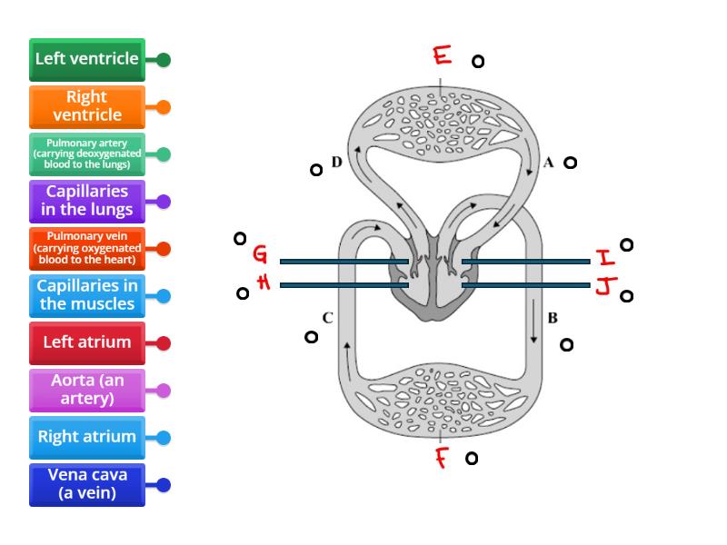 Double circulatory system - Labelled diagram