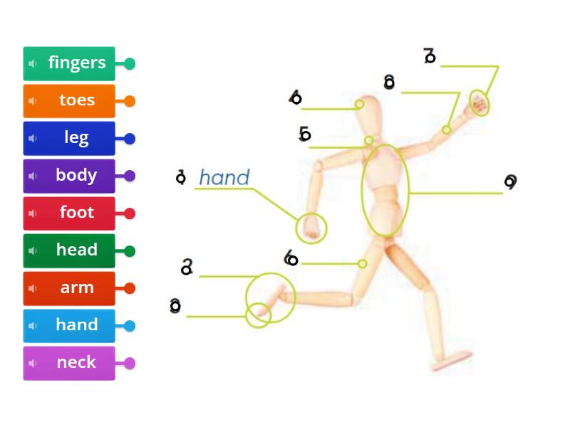 the parts of the body (go getter 1) - Labelled diagram