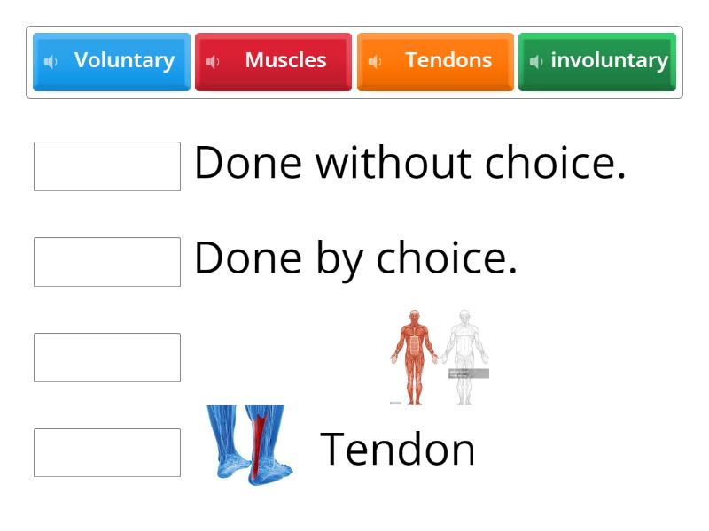 Lesson 3 Muscular system - Match up