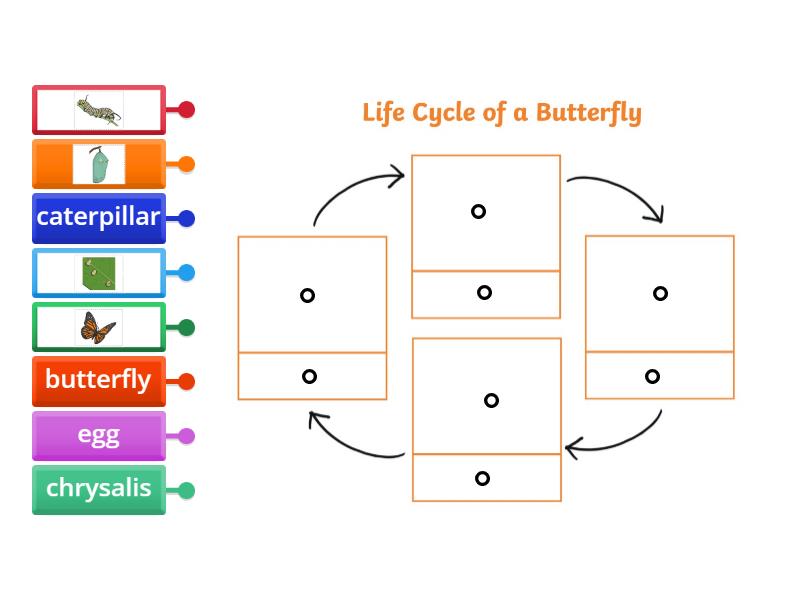 Life cycle of a butterfly - Labelled diagram
